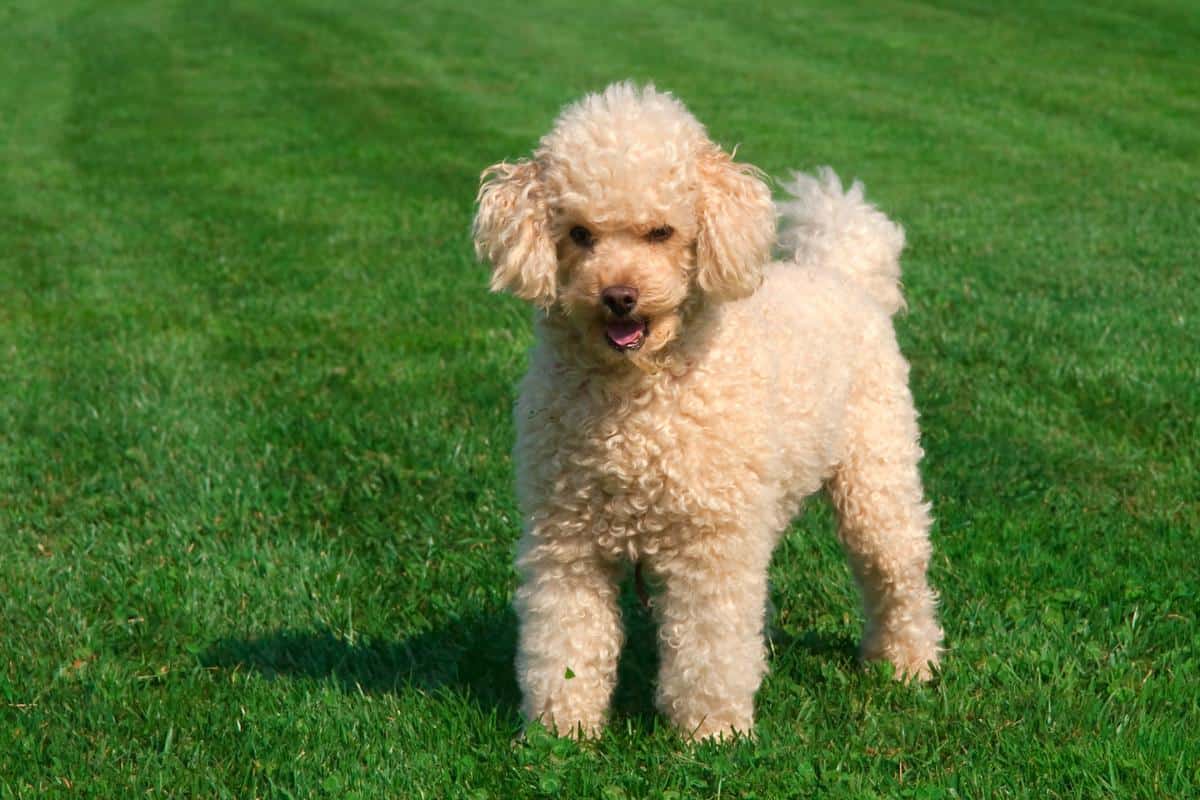 Are Poodles Good Guard Dogs? Guard Dog Training in 6 Steps